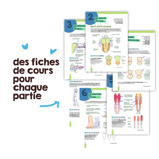 Ebook T2 : L'Anatomie du corps humain simplifiée ( dessin manga & clas ...
